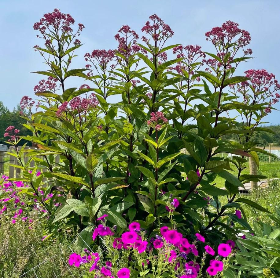 Tall Native Perennial Seeds – Pollinator-friendly Blooms - Etsy