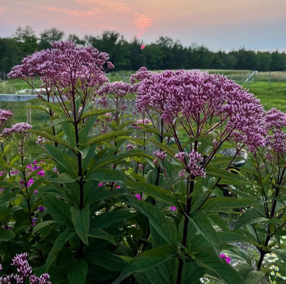 Tall Native Perennial Seeds – Pollinator-friendly Blooms - Etsy