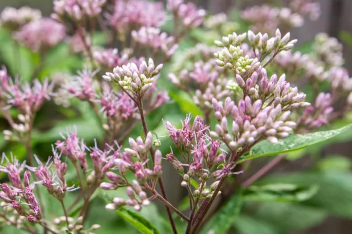 Tall Native Perennial Seeds – Pollinator-friendly Blooms - Etsy