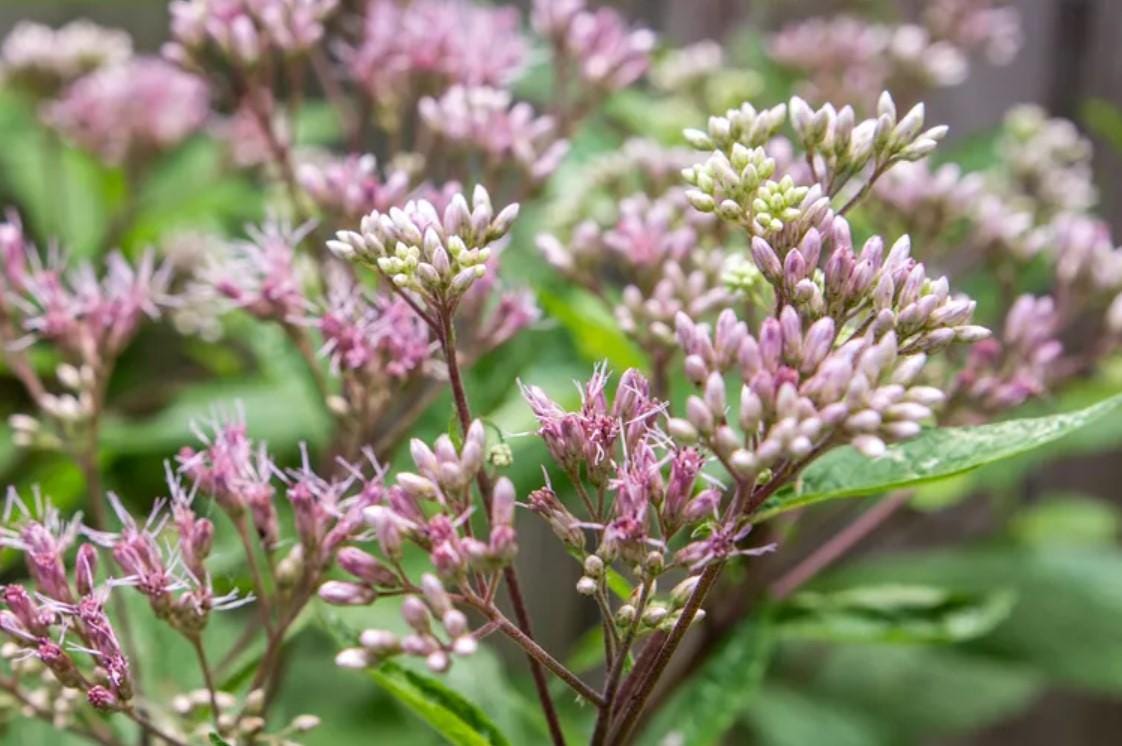 Tall Native Perennial Seeds – Pollinator-friendly Blooms - Etsy
