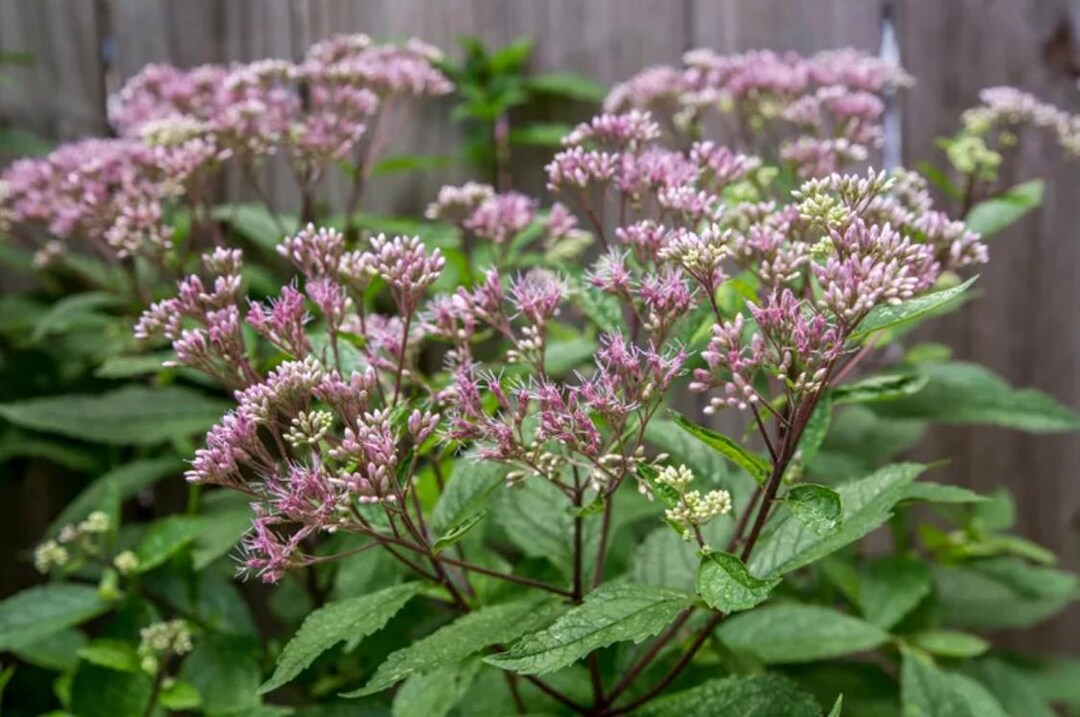 Tall Native Perennial Seeds – Pollinator-friendly Blooms - Etsy
