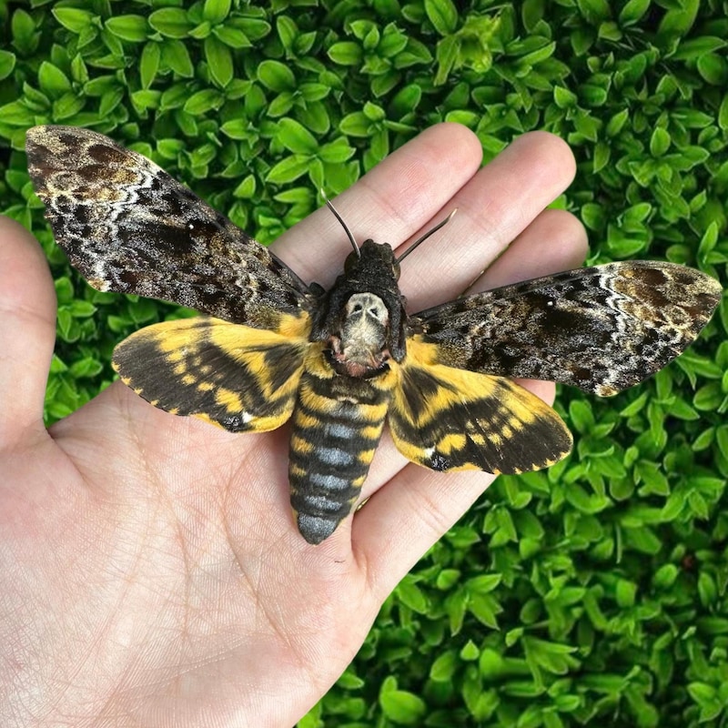 Moth Specimen Displays - Etsy UK