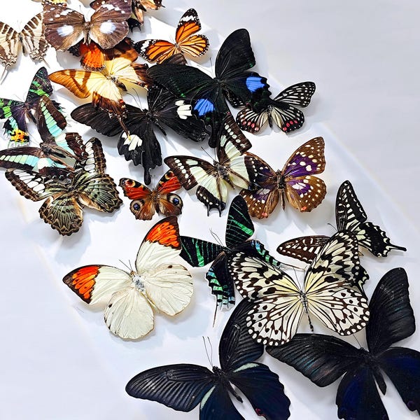 Taxidermy Butterfly - Etsy UK