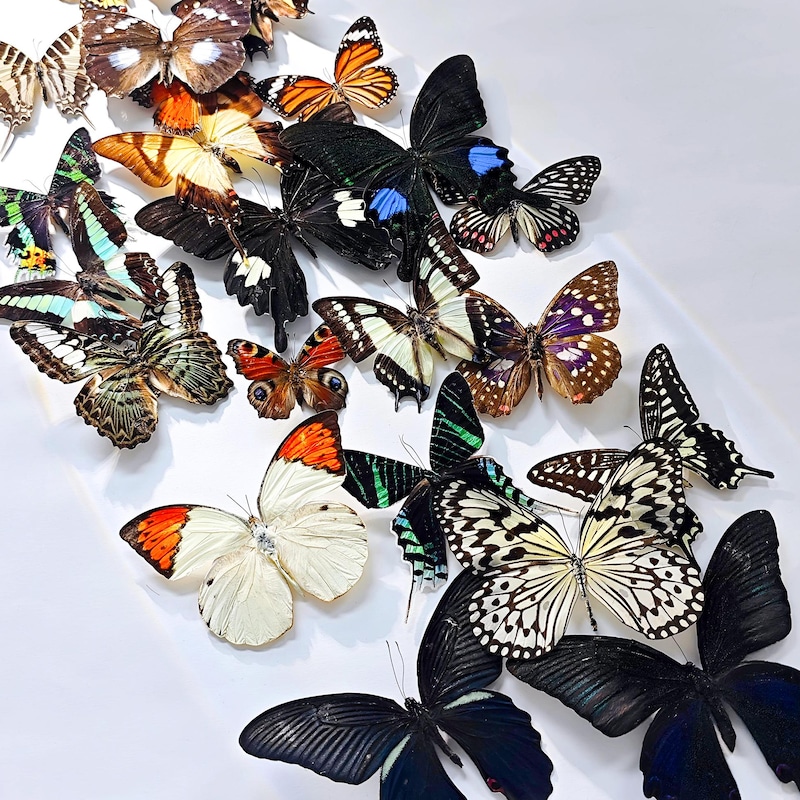 Real Specimen Insectes - Etsy