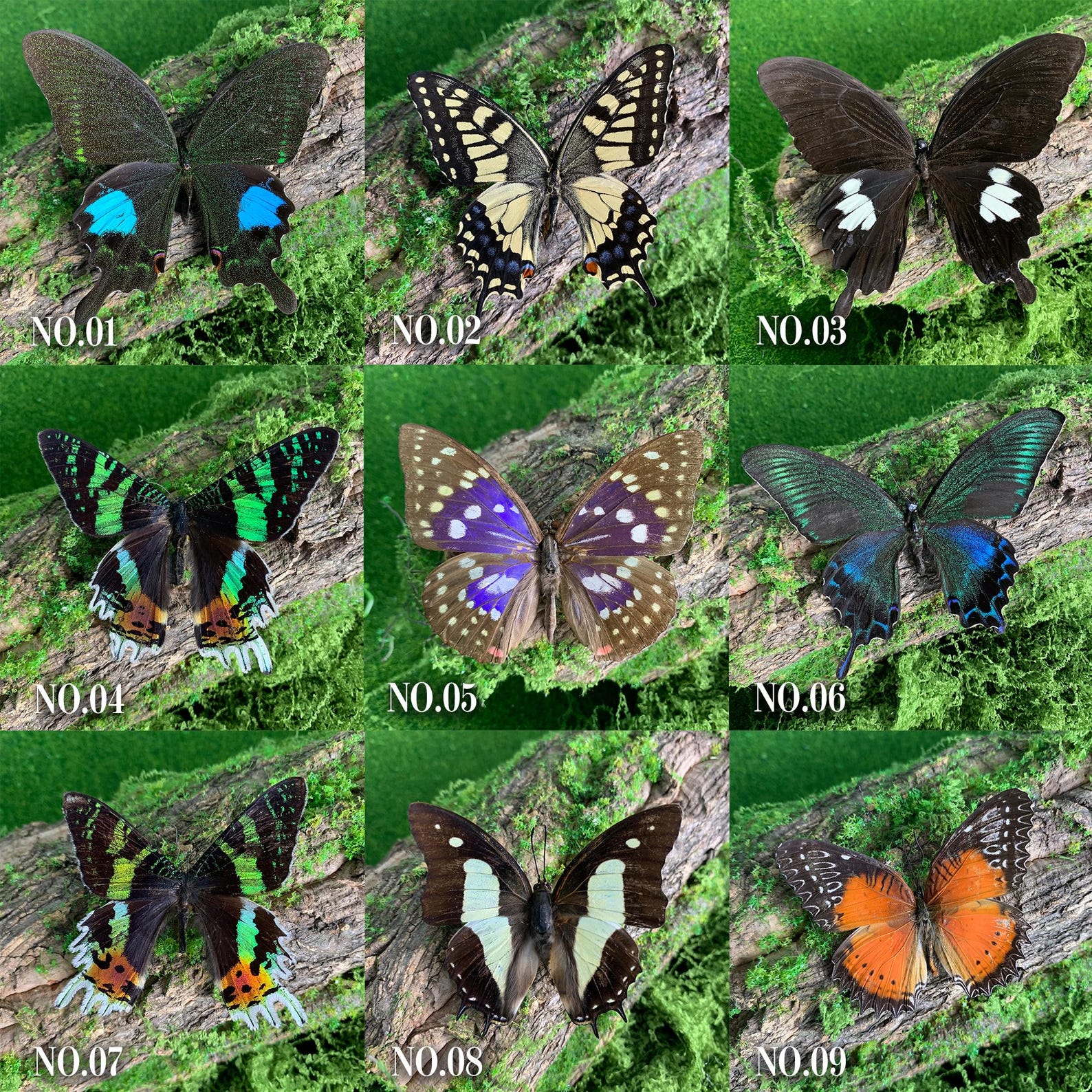 Real Butterfly Specimen, Preserved Spread Butterfly, Insect Specimen ...