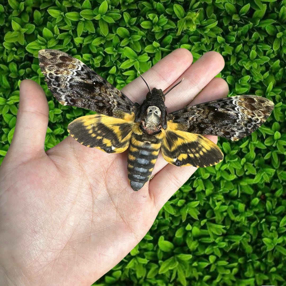 Taxidermy Death’s-head Hawkmoth | Skull Moth Specimen | Moth Display ...