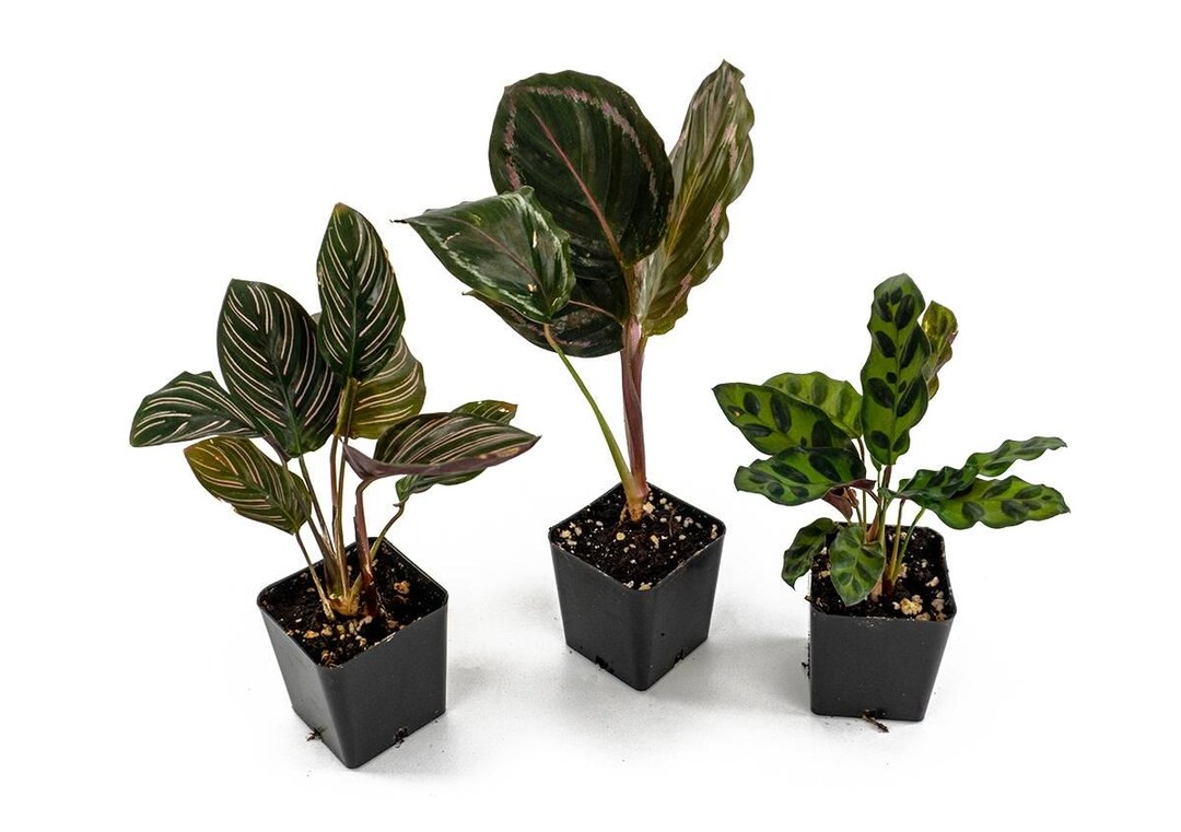 Calathea Plant Bundle (3 Pack) | Perfect for Terrariums & Home Decor - Etsy