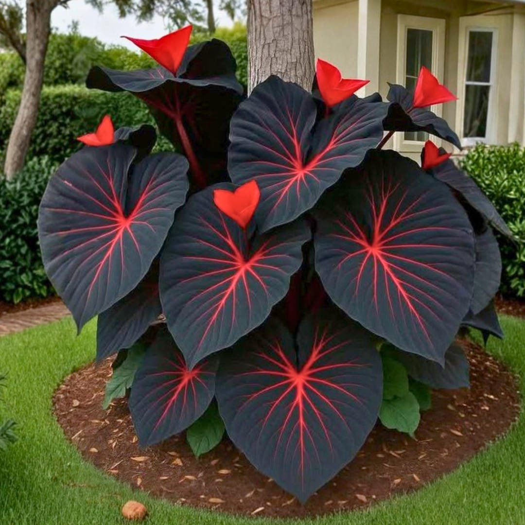 100 Variegated Caladium Seeds: Red & Black Tropical Foliage - Etsy