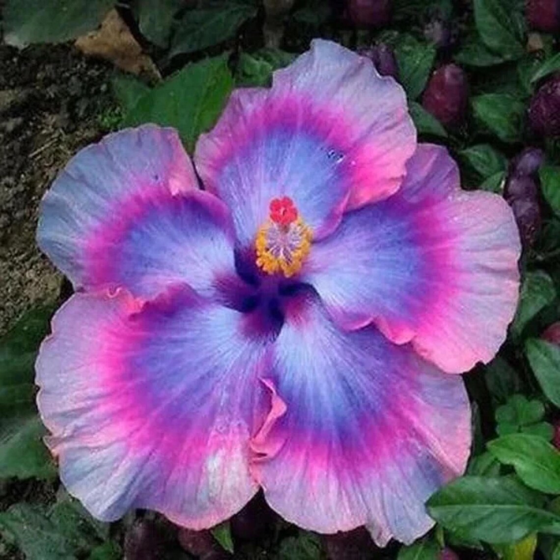 30 Multicolor Hibiscus Seeds | Rare Non-gmo Heirloom | Vibrant Tropical ...