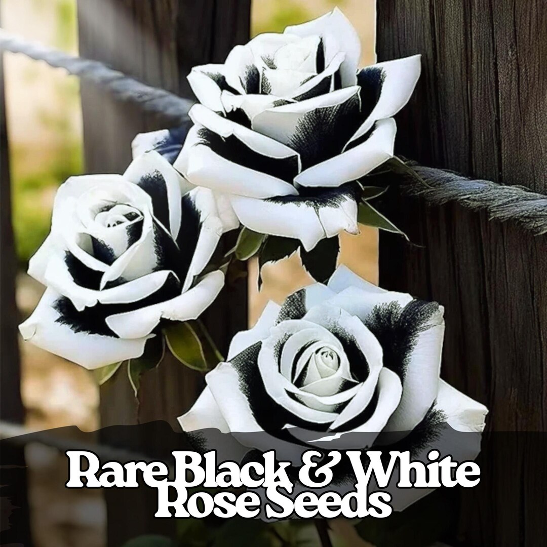 20 Rare Black & White Rose Seeds | Non-gmo Heirloom | Unique Bicolor ...