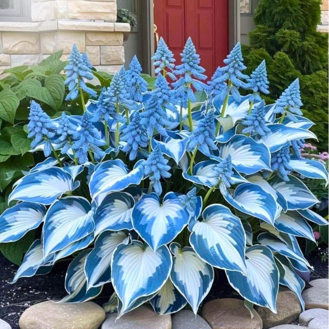200 Hosta Seeds Beginner White Bloom Variety, Non-gmo Ornamental ...
