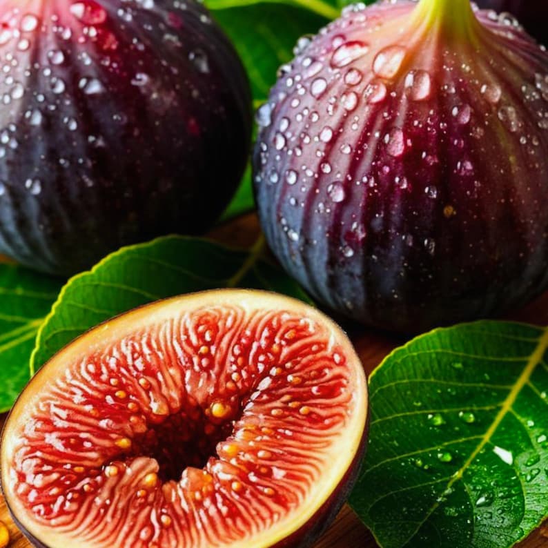 100 Texas Blue Giant Fig Seeds: Rare Sweet Fruit Tree Variety - Etsy