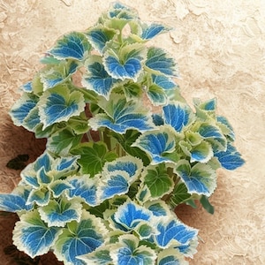 25 Blue Dwarf Coleus Seeds: Compact Colorful Foliage Plant - Etsy