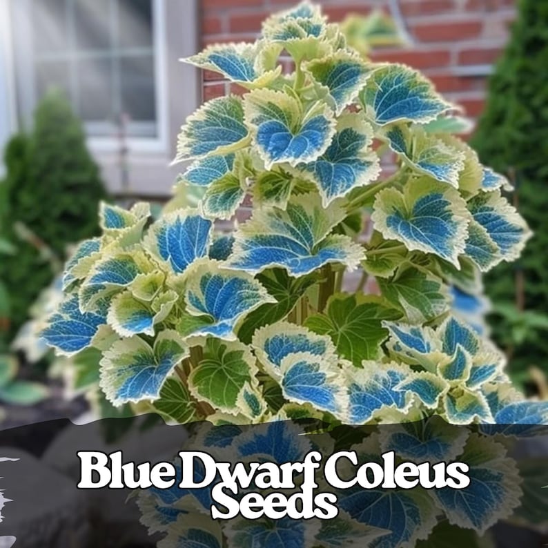 25 Blue Dwarf Coleus Seeds: Compact Colorful Foliage Plant - Etsy