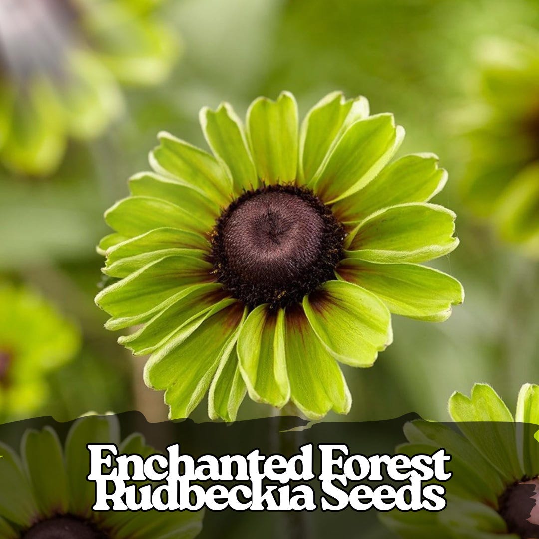 200 Enchanted Forest Rudbeckia Seeds | Black-eyed Susan Wildflower - Etsy