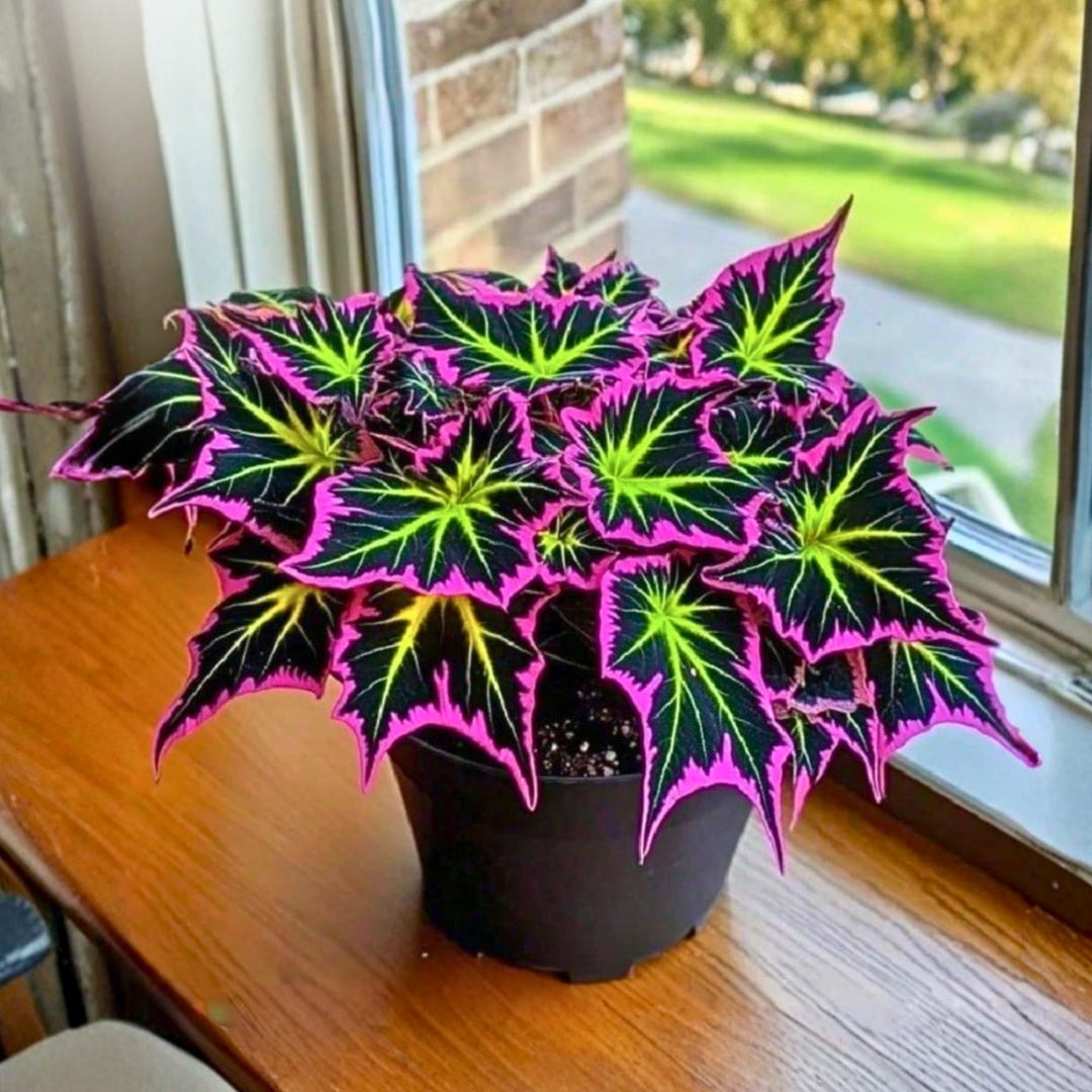 100 Giant Exhibition Coleus Seeds Colorful Foliage Mix, Fast Growing ...