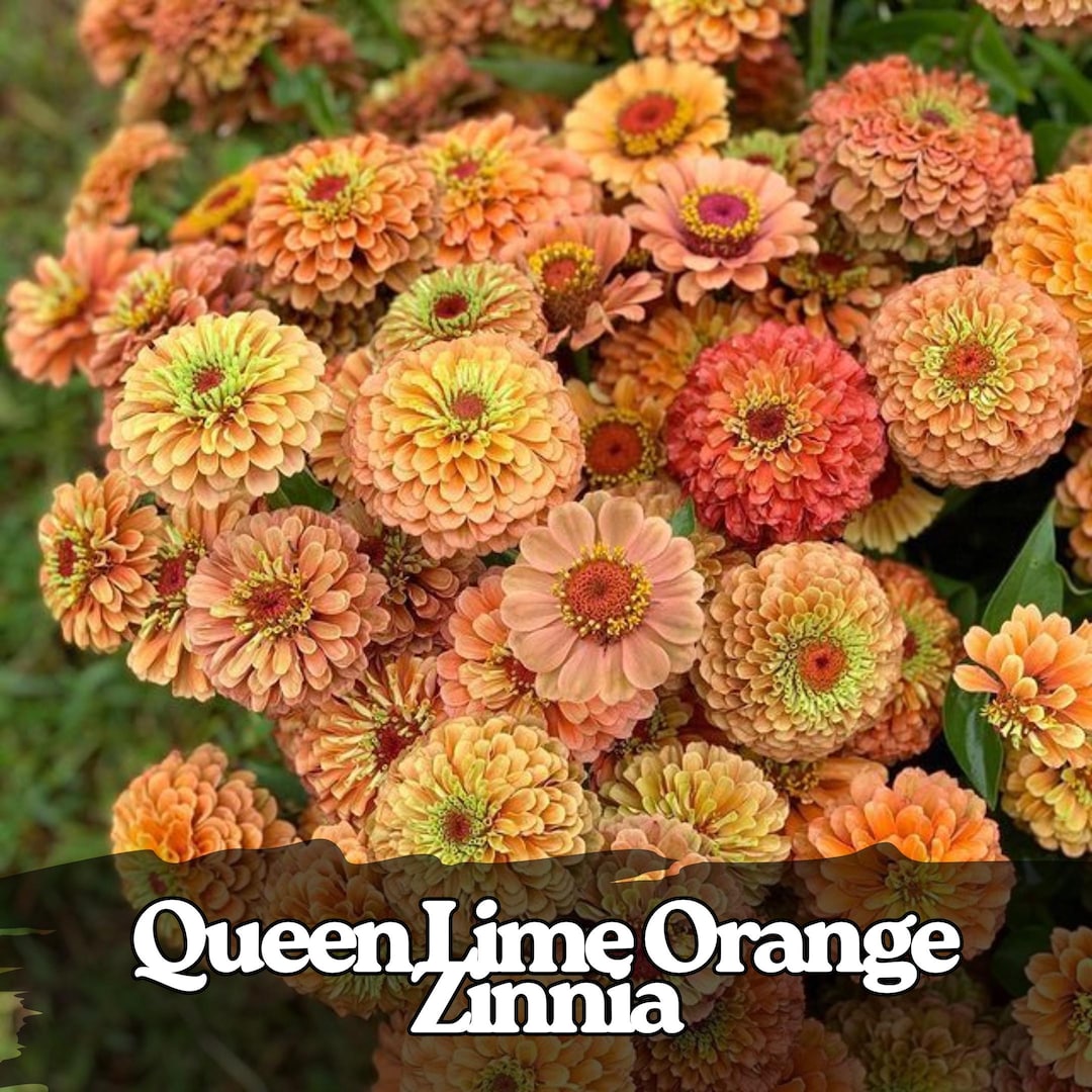 100 Seeds Queen Lime Orange Zinnia Elegans | Unique Bicolor Blooms for ...