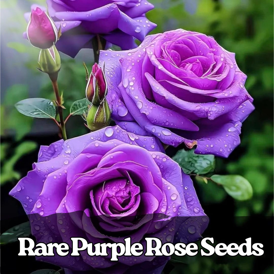 20 Rare Purple Rose Seeds – Heirloom Non-gmo - Etsy