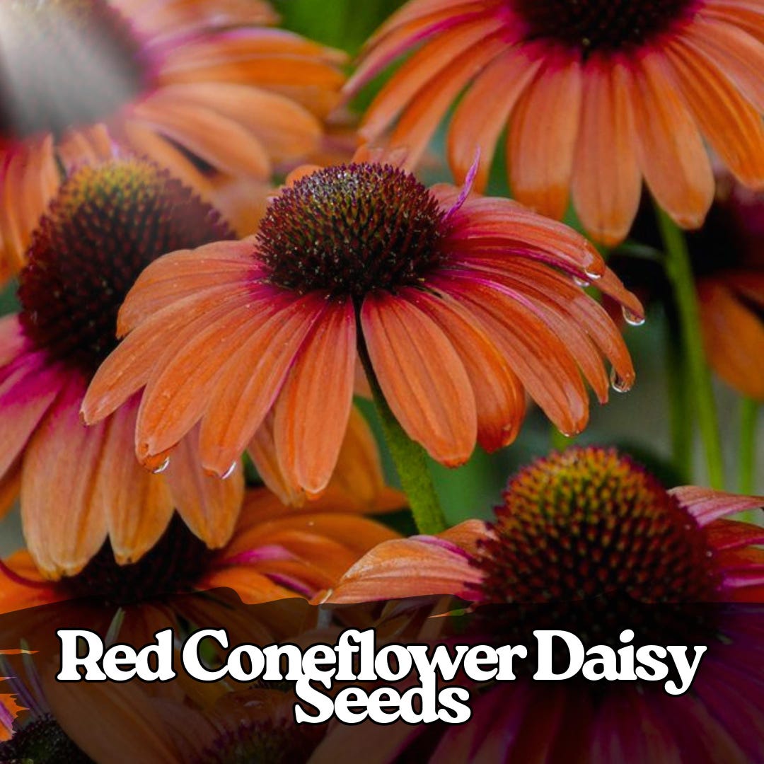 200 Red Coneflower Daisy Seeds Echinacea Purpurea Vibrant Pollinator ...
