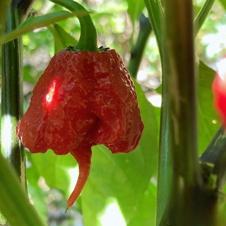 25 Seeds 7 Pot Primo Hot Pepper Seeds: Super Spicy Capsicum Chinense - Etsy