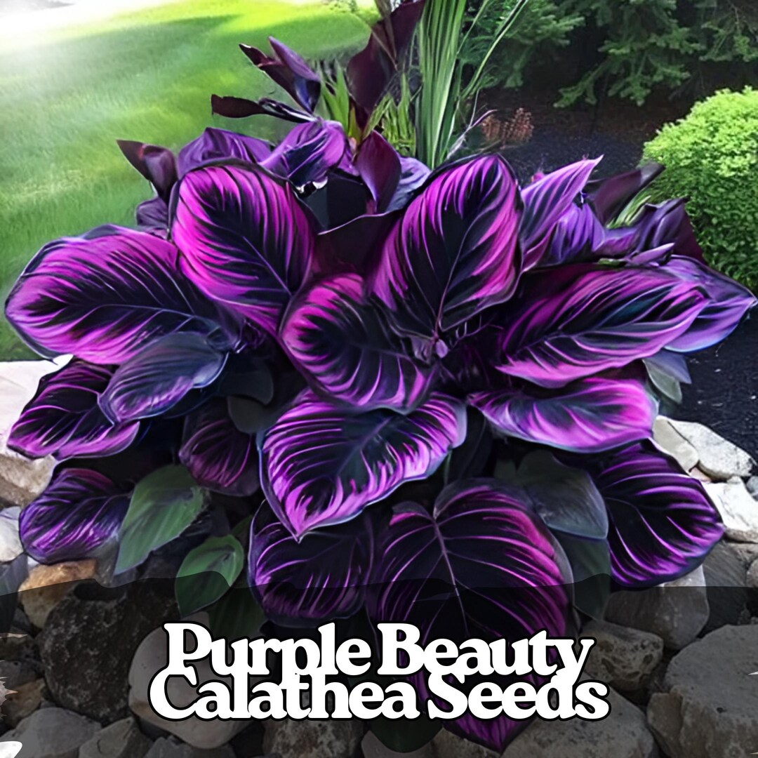 25 Purple Tip Calathea Seeds, Rare Exotic Houseplant - Etsy
