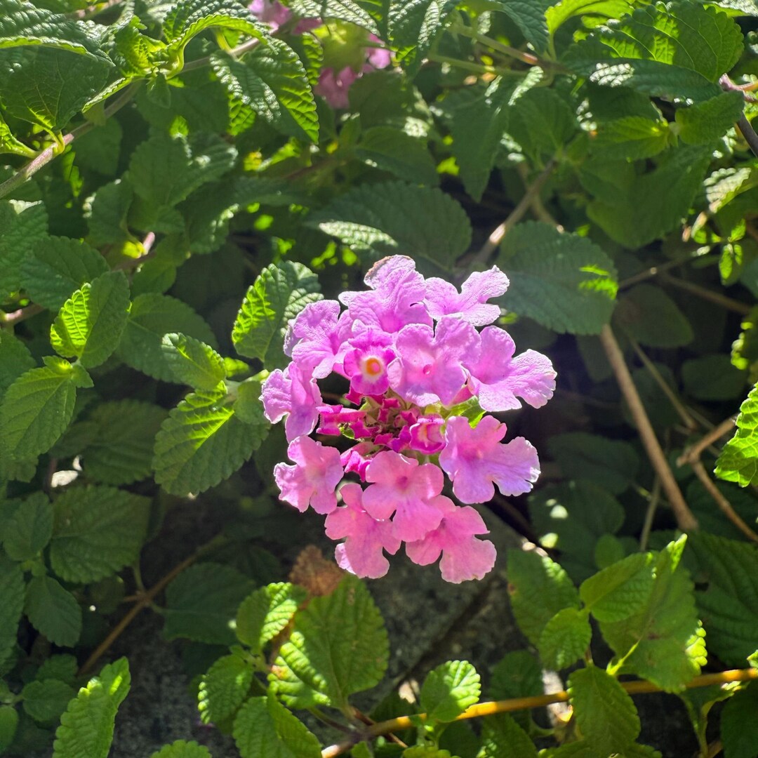 Lantana Ham and Eggs 20 Seeds: Pink & Yellow Butterfly Garden Flower - Etsy