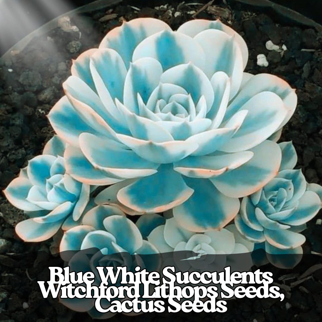 100 Blue & White Witchford Lithops Seeds – Rare Living Stone Succulent ...