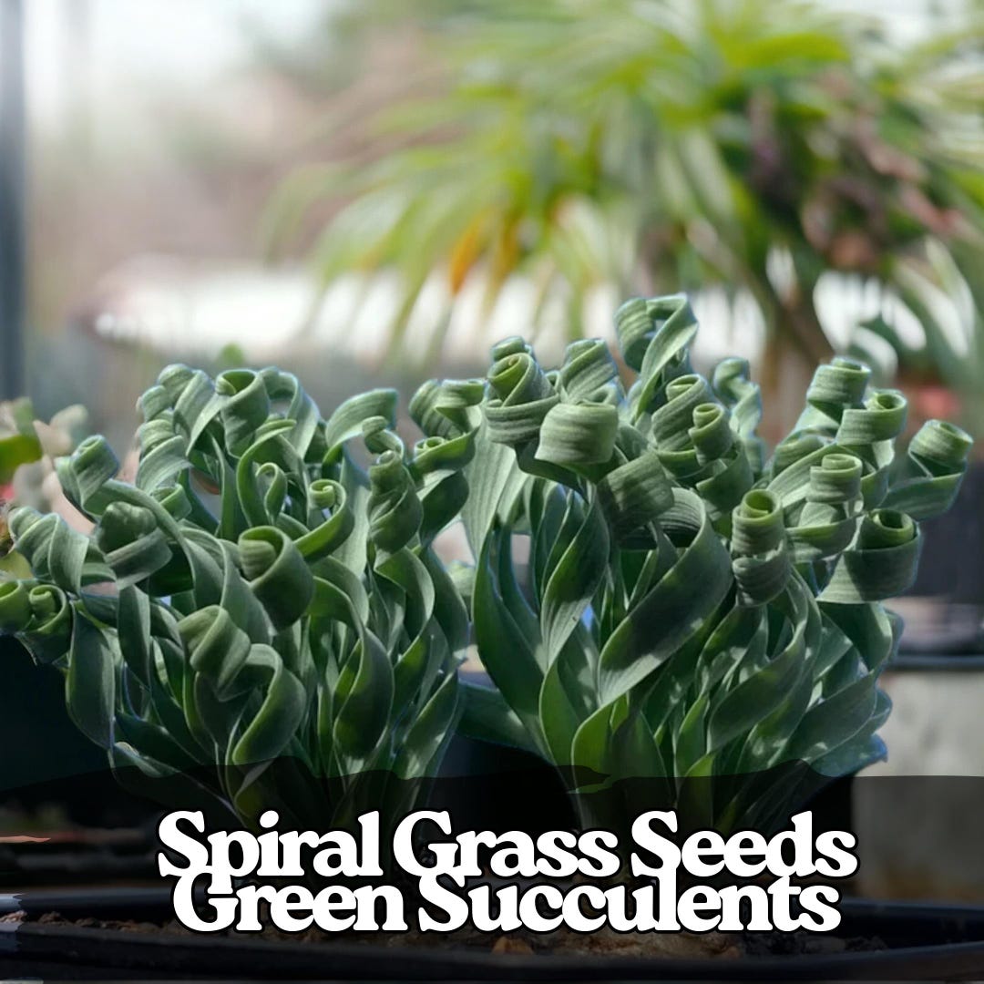 200 Spiral Grass Seeds – Rare Curly Succulent for Bonsai - Etsy