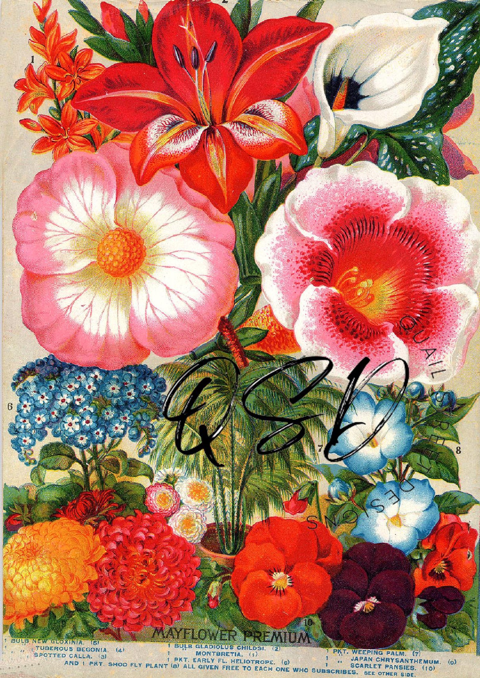 Vintage Seed Catalog Prints, Glossy & Matte Finish, Reproduction ...