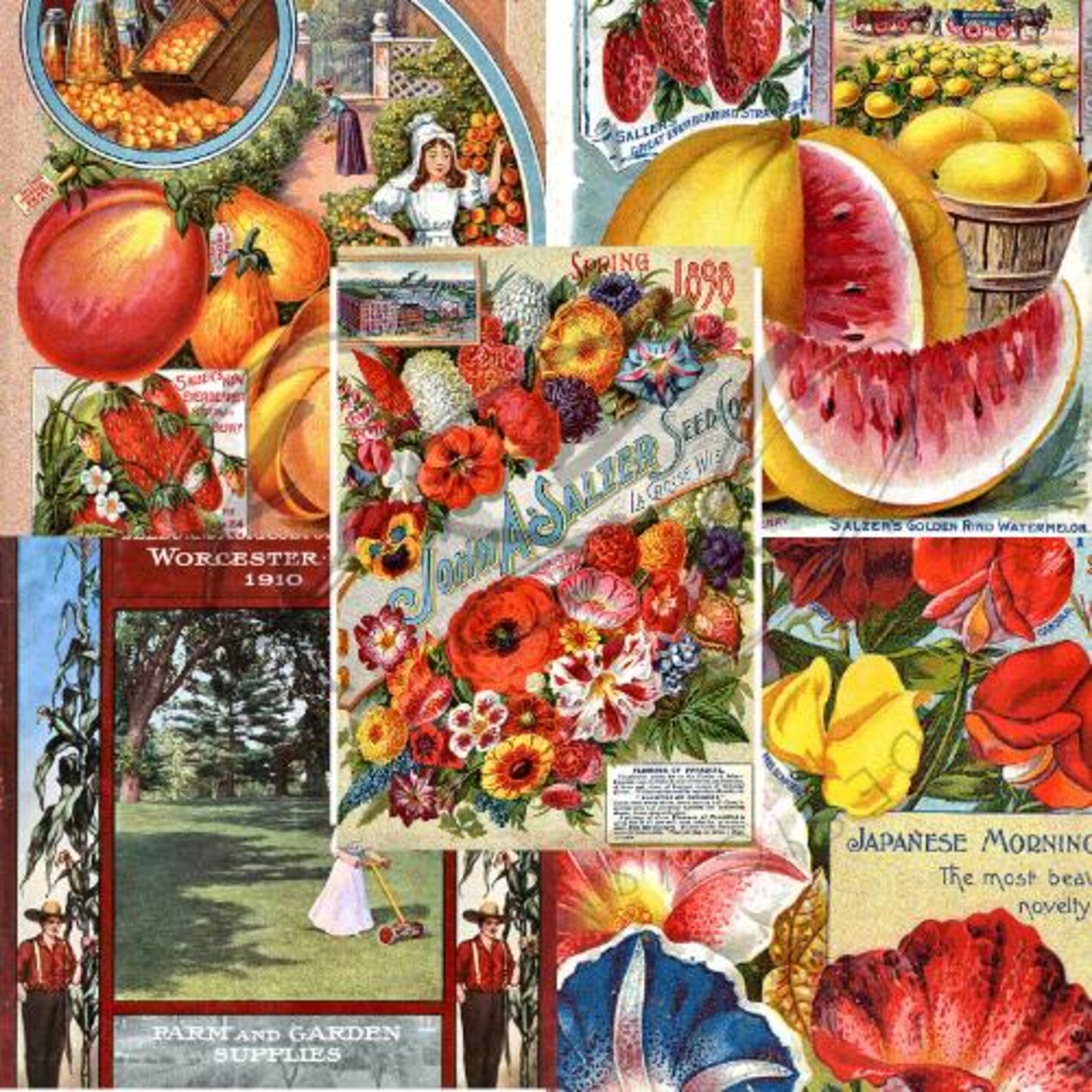Vintage Seed Catalog Prints, Glossy & Matte Finish, Reproduction ...