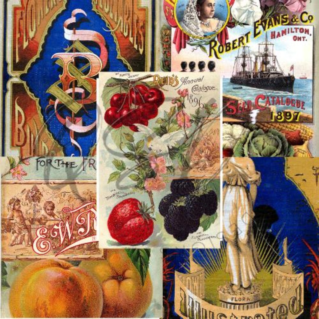 Vintage Seed Catalog Prints, Glossy & Matte Finish, Reproduction ...