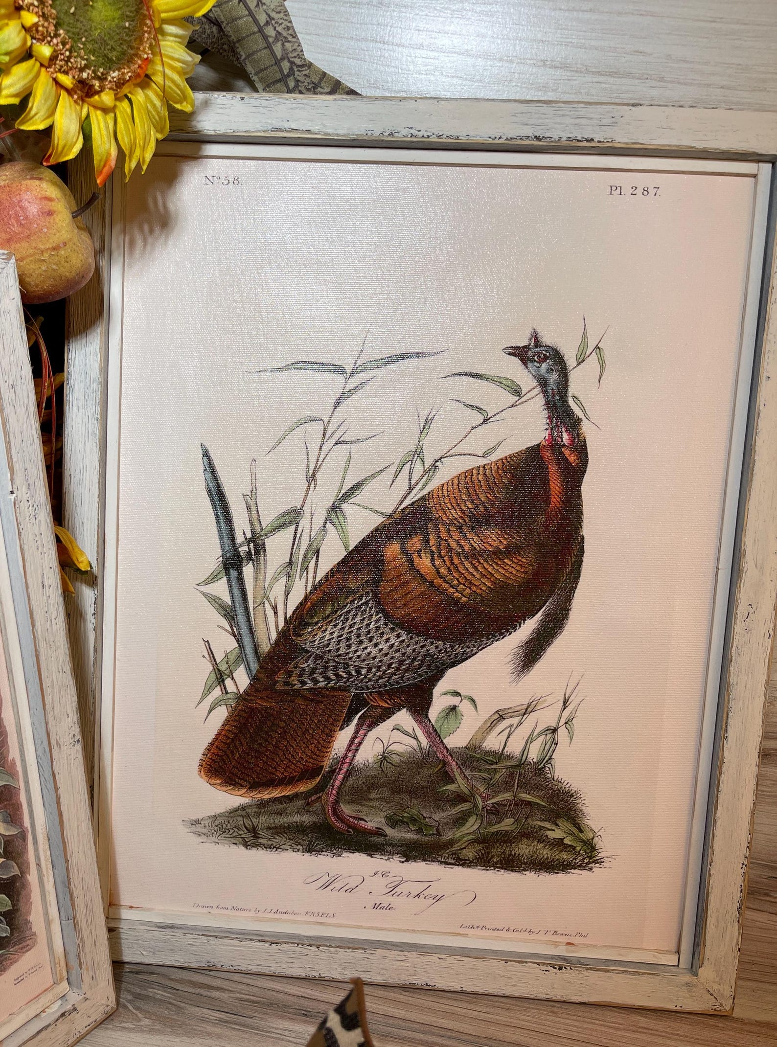 Audubon Wild Turkey Prints, Male Wild Turkey, Female Wild Turkey W ...