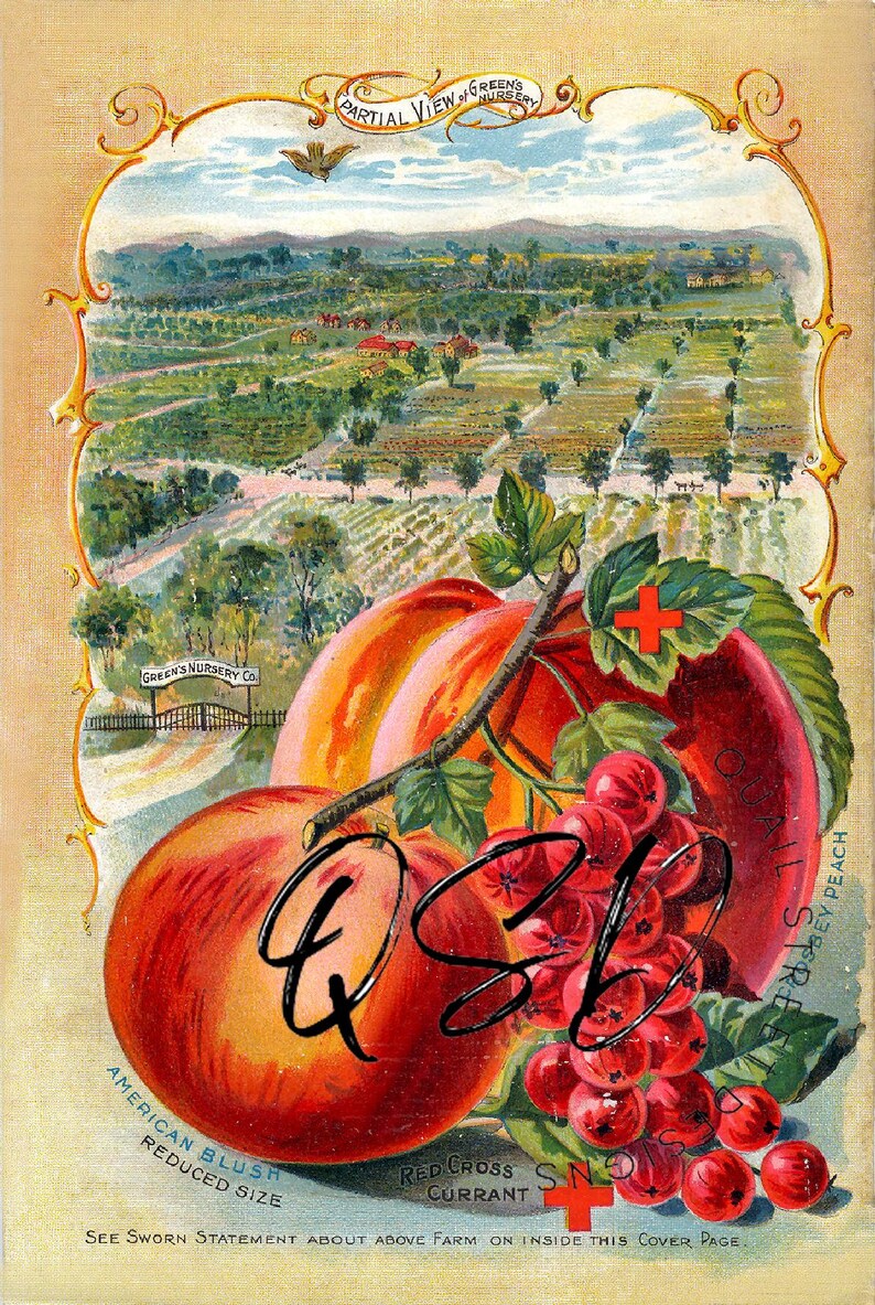 Vintage Seed Catalog Prints, Glossy & Matte Finish, Reproduction ...