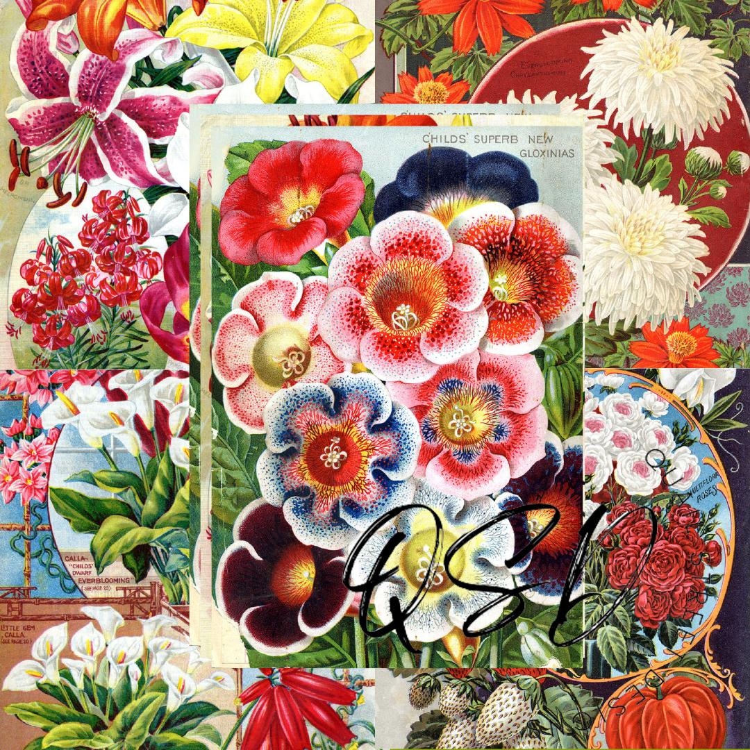 Vintage Seed Catalog Prints, Glossy & Matte Finish, Reproduction ...