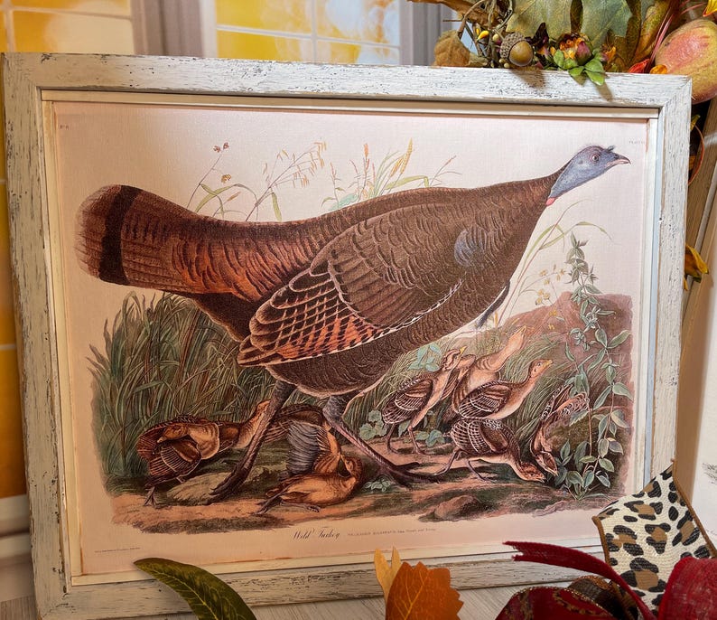 Audubon Wild Turkey Prints, Male Wild Turkey, Female Wild Turkey W ...