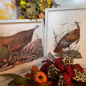 Audubon Wild Turkey Prints, Male Wild Turkey, Female Wild Turkey W ...