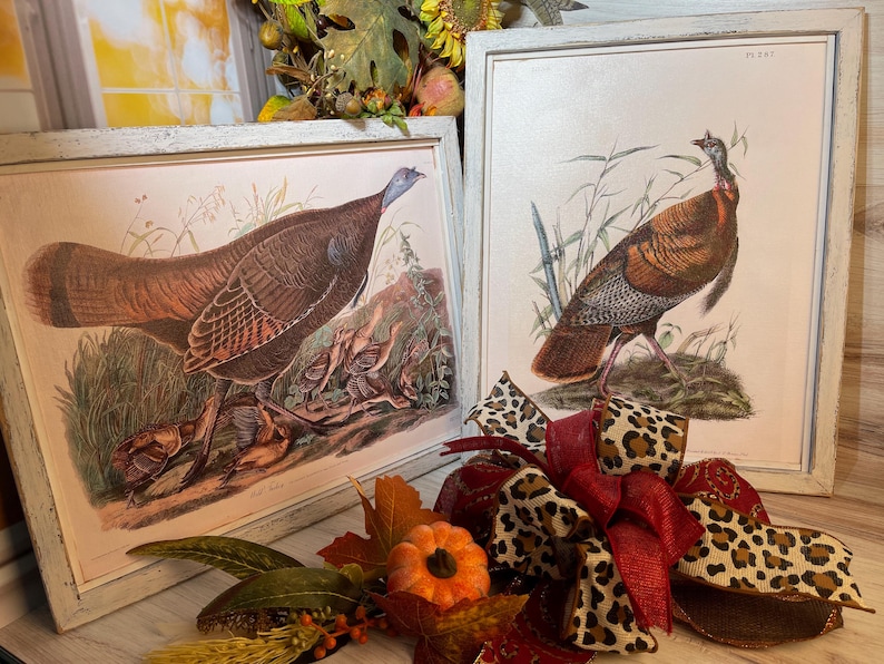 Audubon Wild Turkey Prints, Male Wild Turkey, Female Wild Turkey W ...