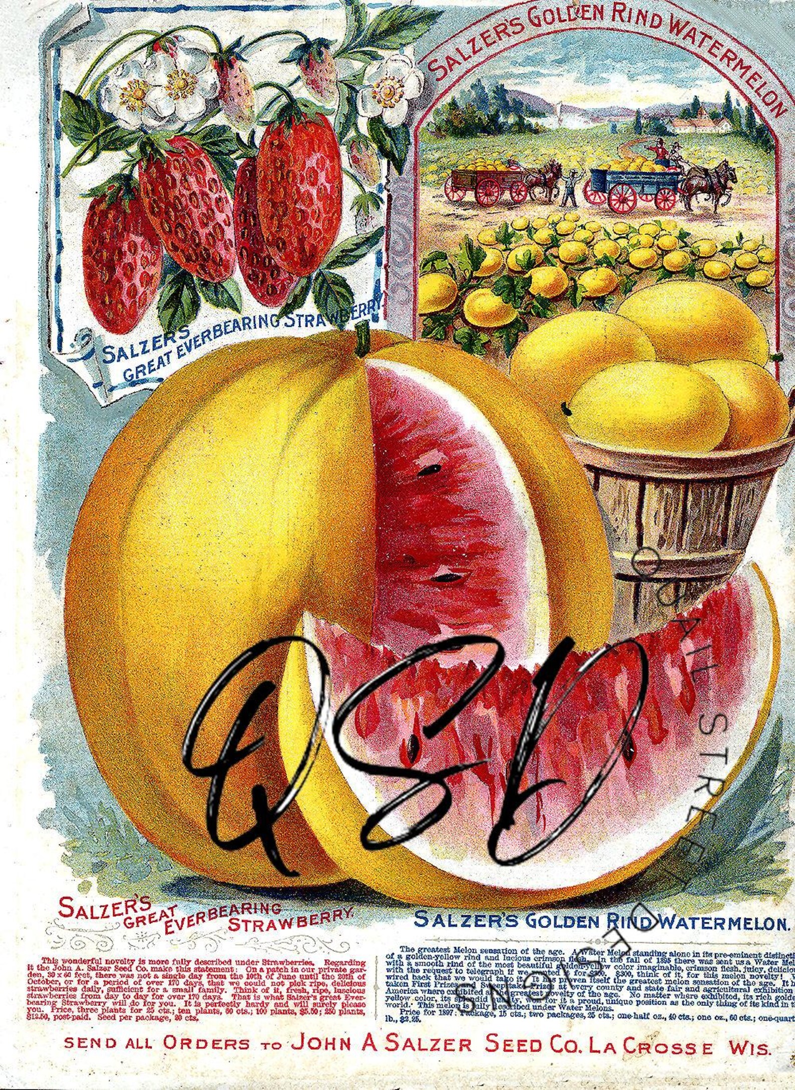 Vintage Seed Catalog Prints, Glossy & Matte Finish, Reproduction ...