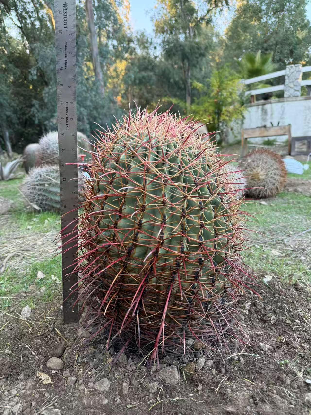 Rare 15 Years Old 43cm Giant Pink Ferocactus – Bare Root Live ...