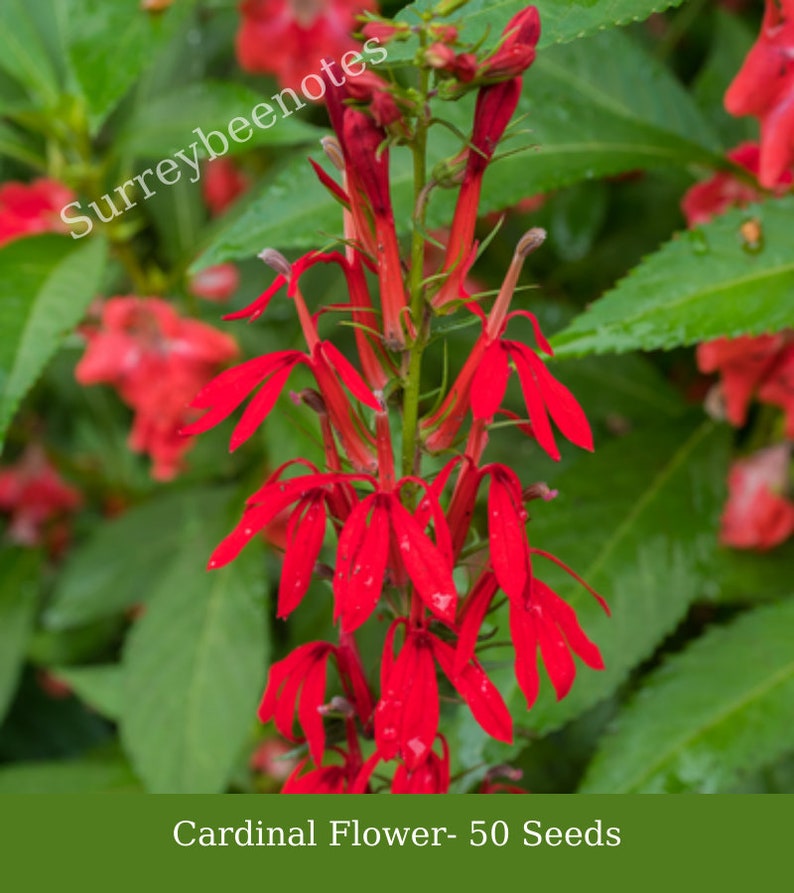 Fruit & Vegetables Plants Cardinal Flower 50 Seeds Cardinal Flower ...