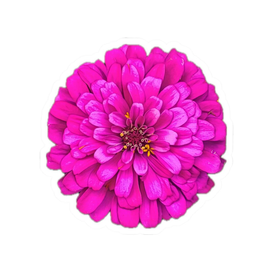 Pink Zinnia Flower Stickers, Floral Decals, Garden Plant Laptop Decals ...