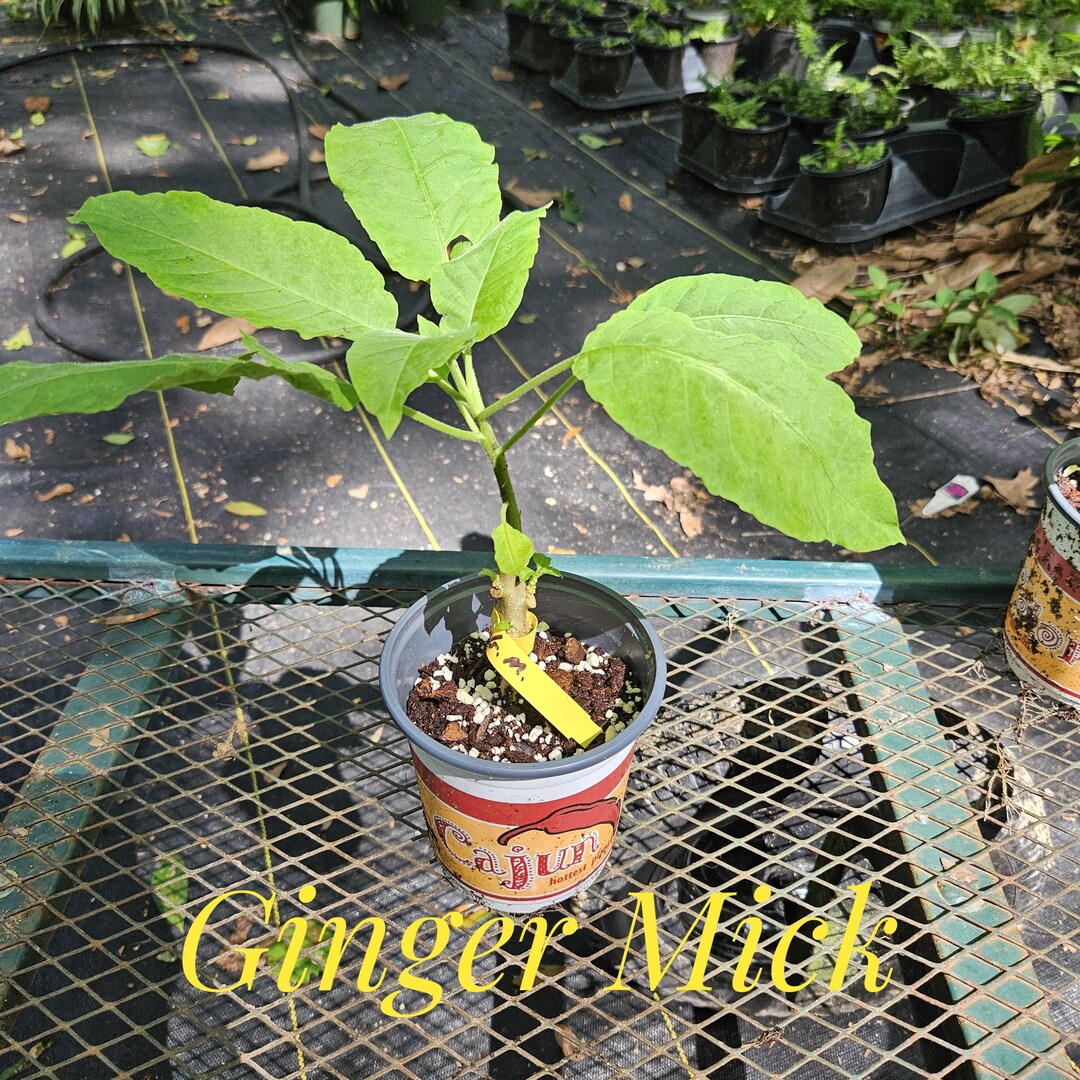 Brugmansia (aka Angel's Trumpet) "ginger Mick" - Etsy