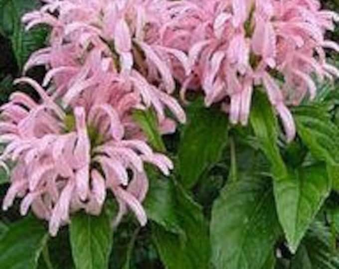 Justicia Carnea Jacobinia Pink Flamingo Flower ... 4 Inch Container - Etsy