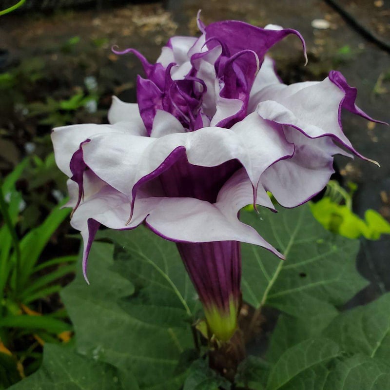 Devils Trumpet - Etsy