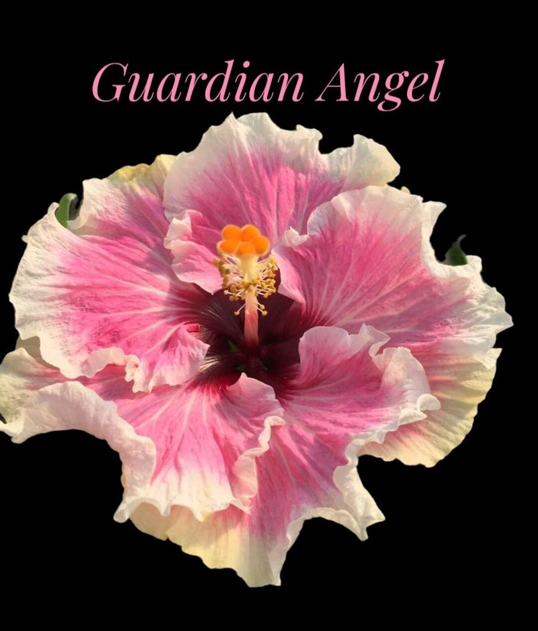 Cajun Hibiscus "guardian Angel" .. Gallon - Etsy