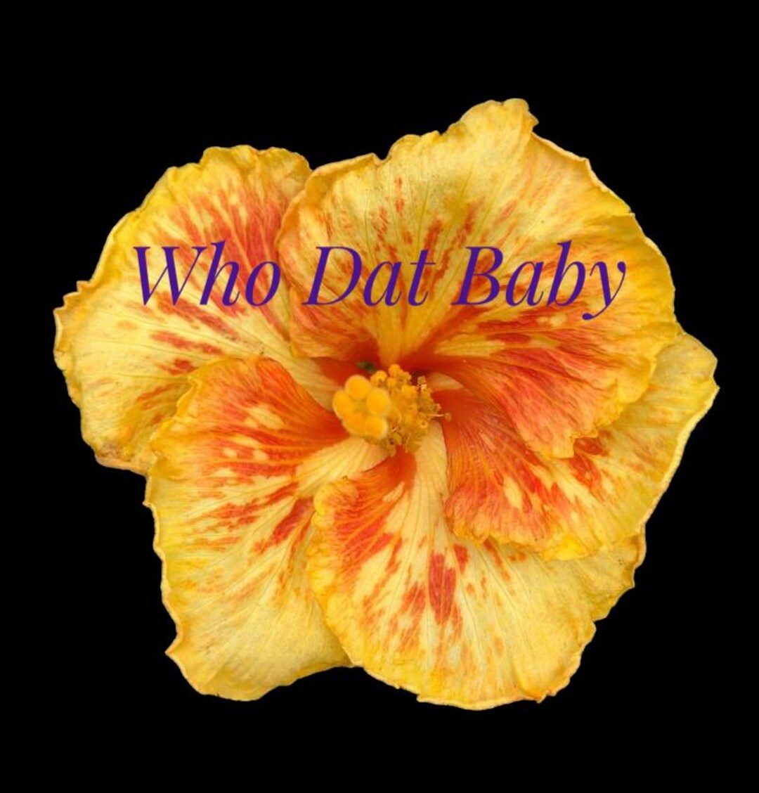 Cajun Hibiscus "who Dat Baby" .. Gallon - Etsy