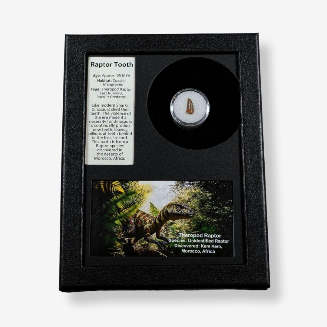 Raptor Tooth Display - Chasing History Display - Etsy