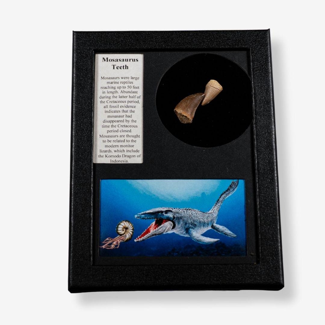 Mosasaurus Teeth - Chasing History Display - Etsy