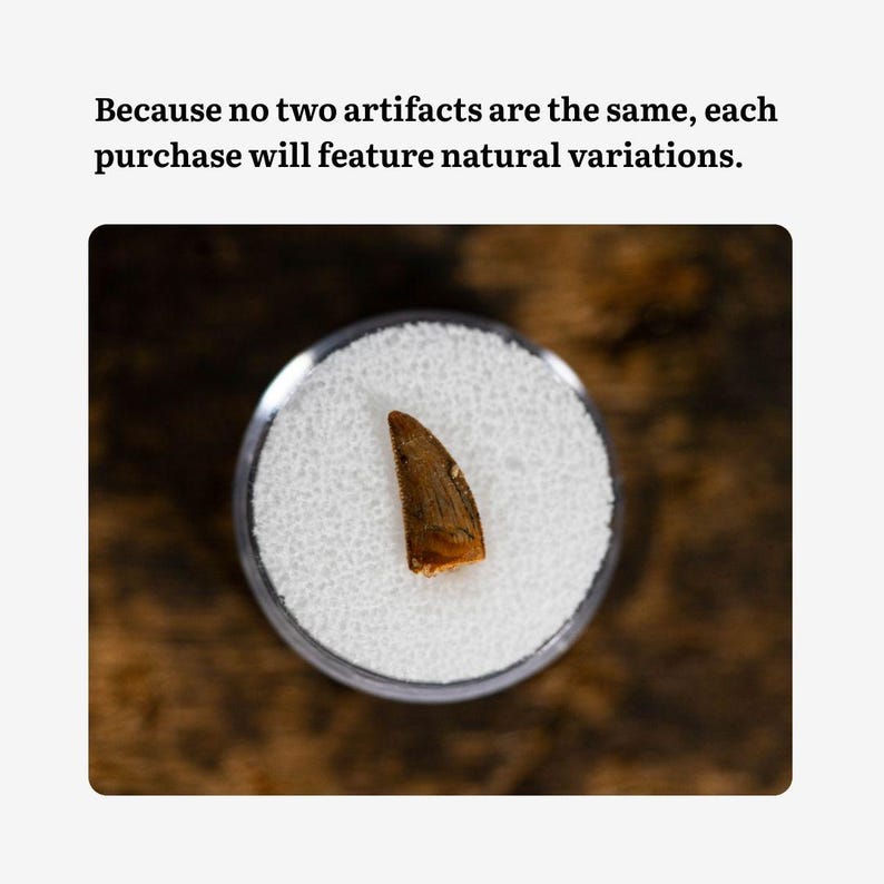Raptor Tooth Display - Chasing History Display - Etsy