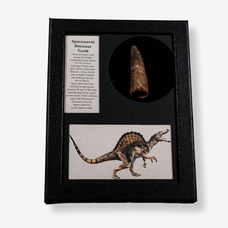 Dinosaur History Display - Etsy